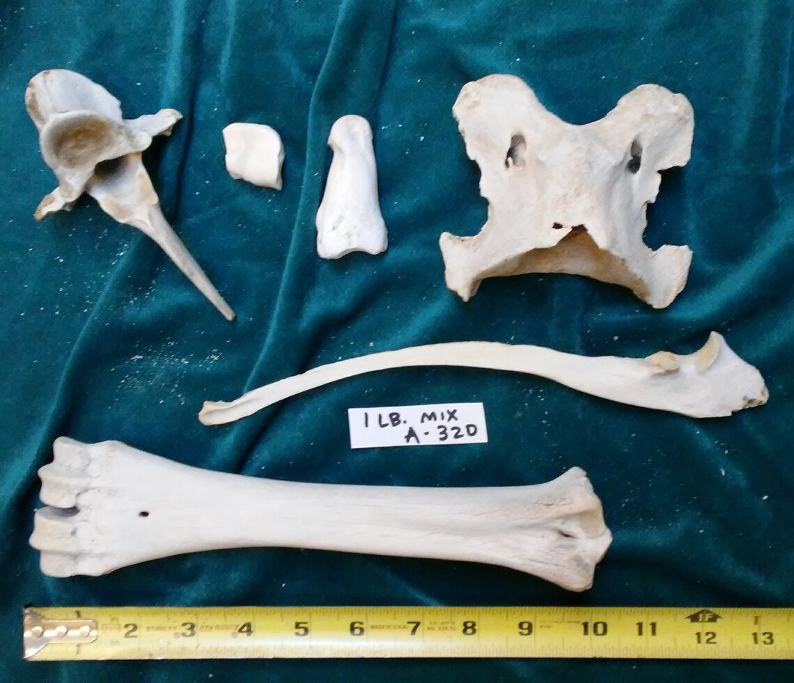 CLEAN Wild Animal Bones By-the-pound. Sanitized/boiled for | Etsy