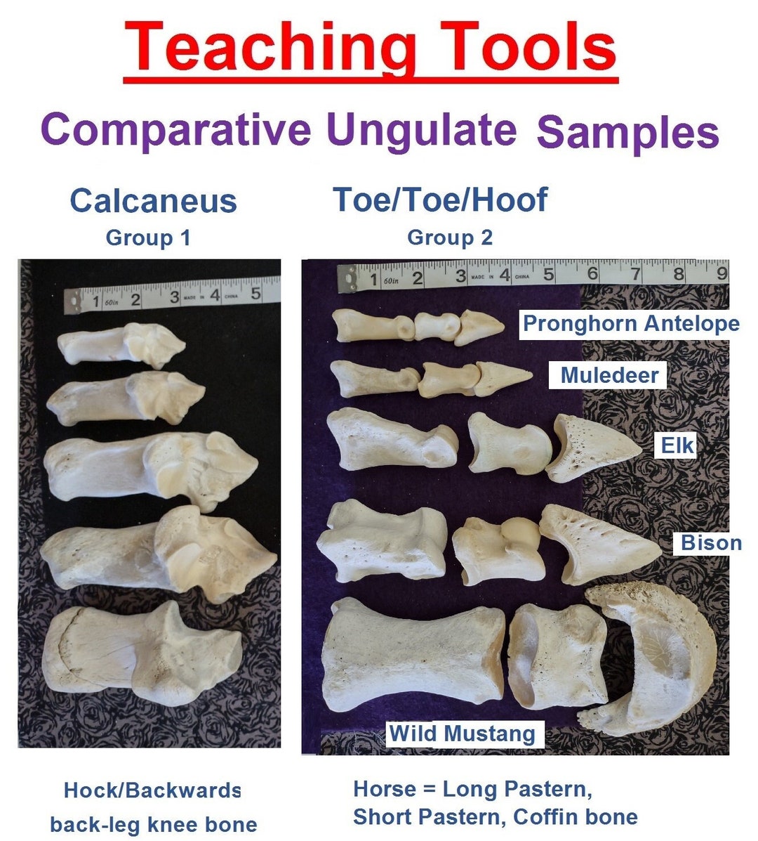COMPARATIVE Samples for Teaching. Ungulate Knee/toe/hoof/foot - Etsy