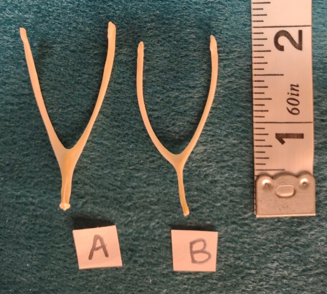 Real wish-bones. Cosplay/costume/voodoo/small Sculpture Crafts. CLEAN ...