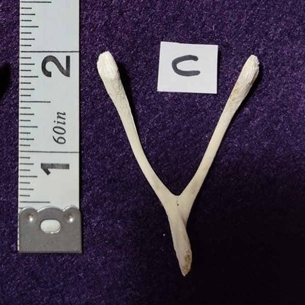 Real Wishbone - Etsy