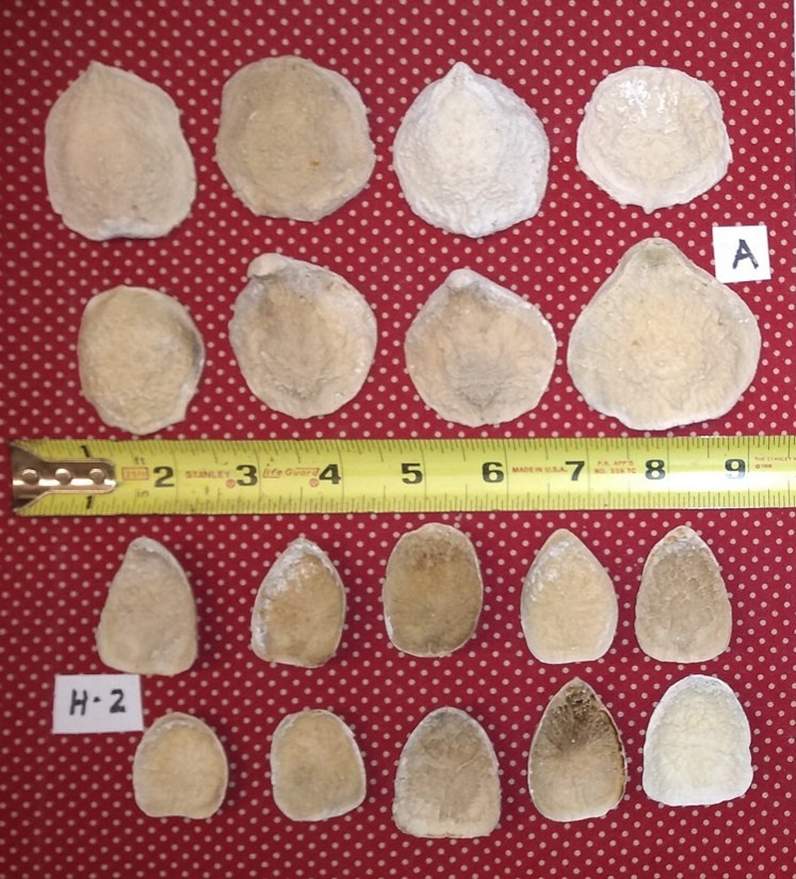 Bone Discs From Between Vertebrae. Your Choice of Group. Found - Etsy