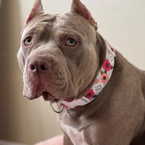 Dog Collar/fresh Out of Fus Dog Collar/ Flower Dog Collar/ Cussing Dog ...