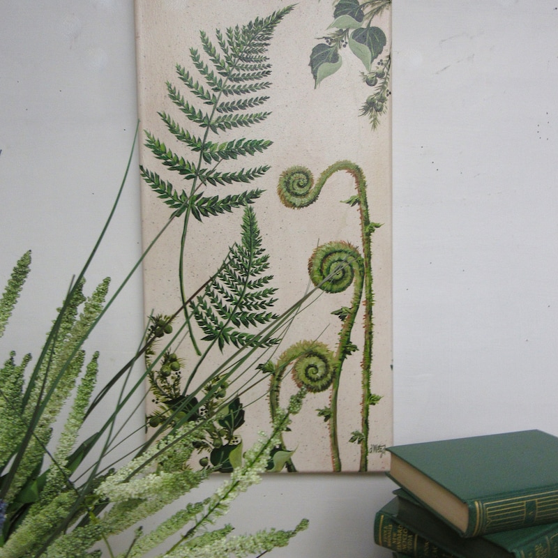 Fiddlehead Ferns - Etsy