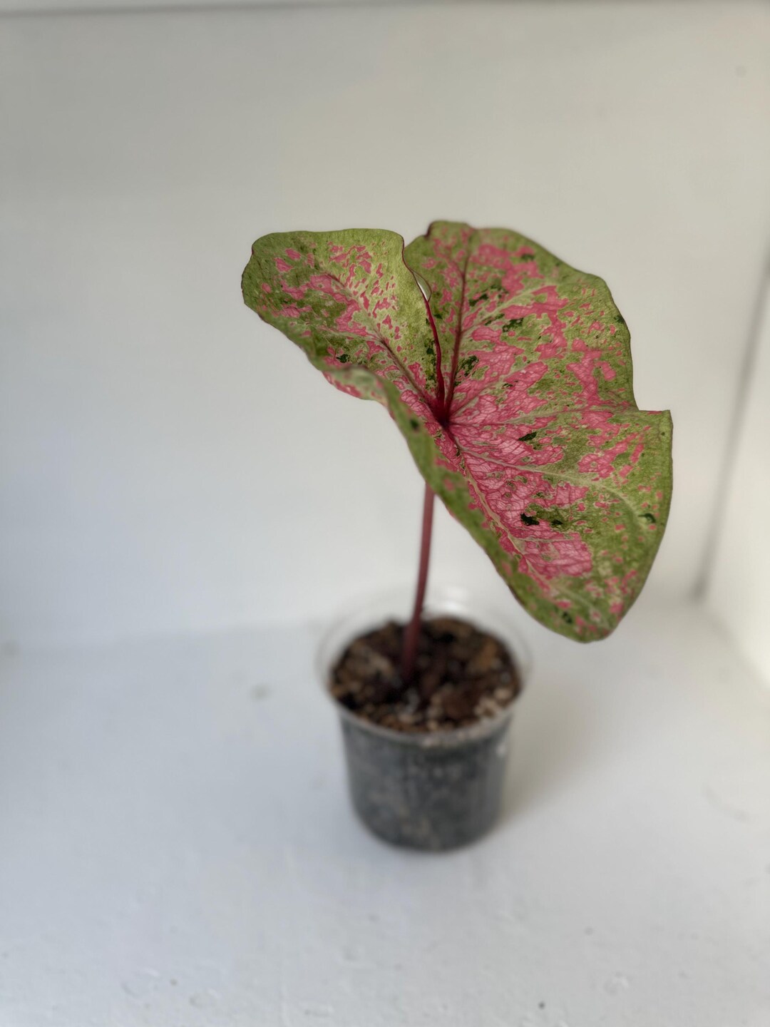 Caladium Seafoam Pink 4 Potted Live Plant 114422 - Etsy