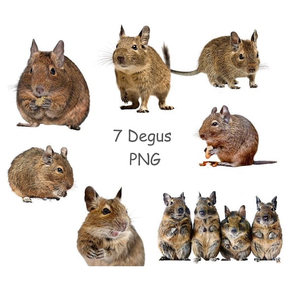Degu - Etsy