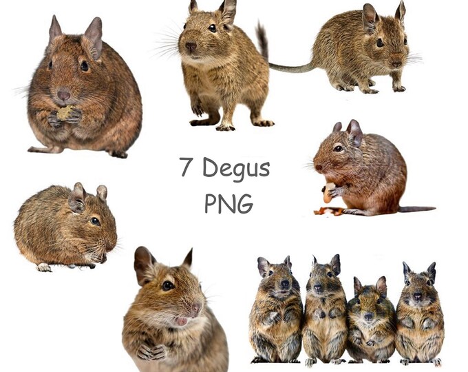 Degu SVG, Animals Svg, Mouse Svg, Degu Dxf, Degu Png, Degu Clipart ...