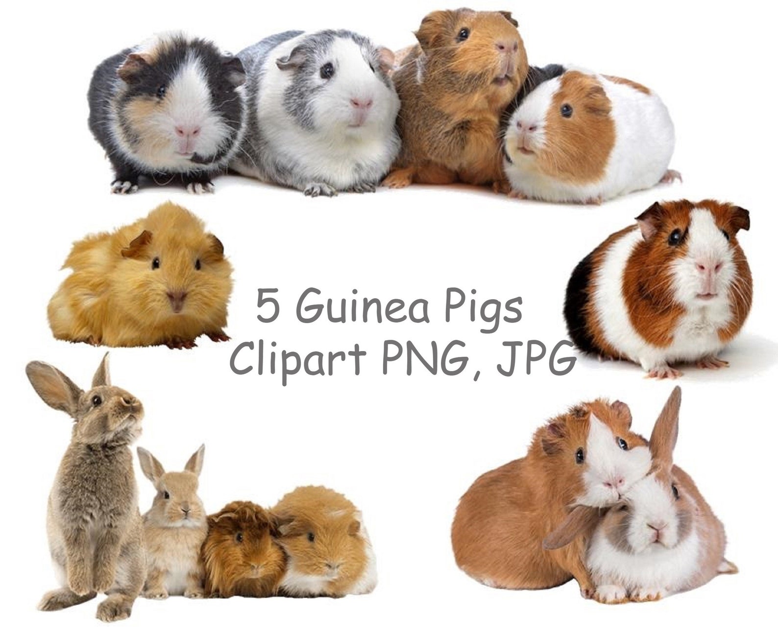 Guinea Pig Clipart PNG Transparent Background Instant Download - Etsy UK