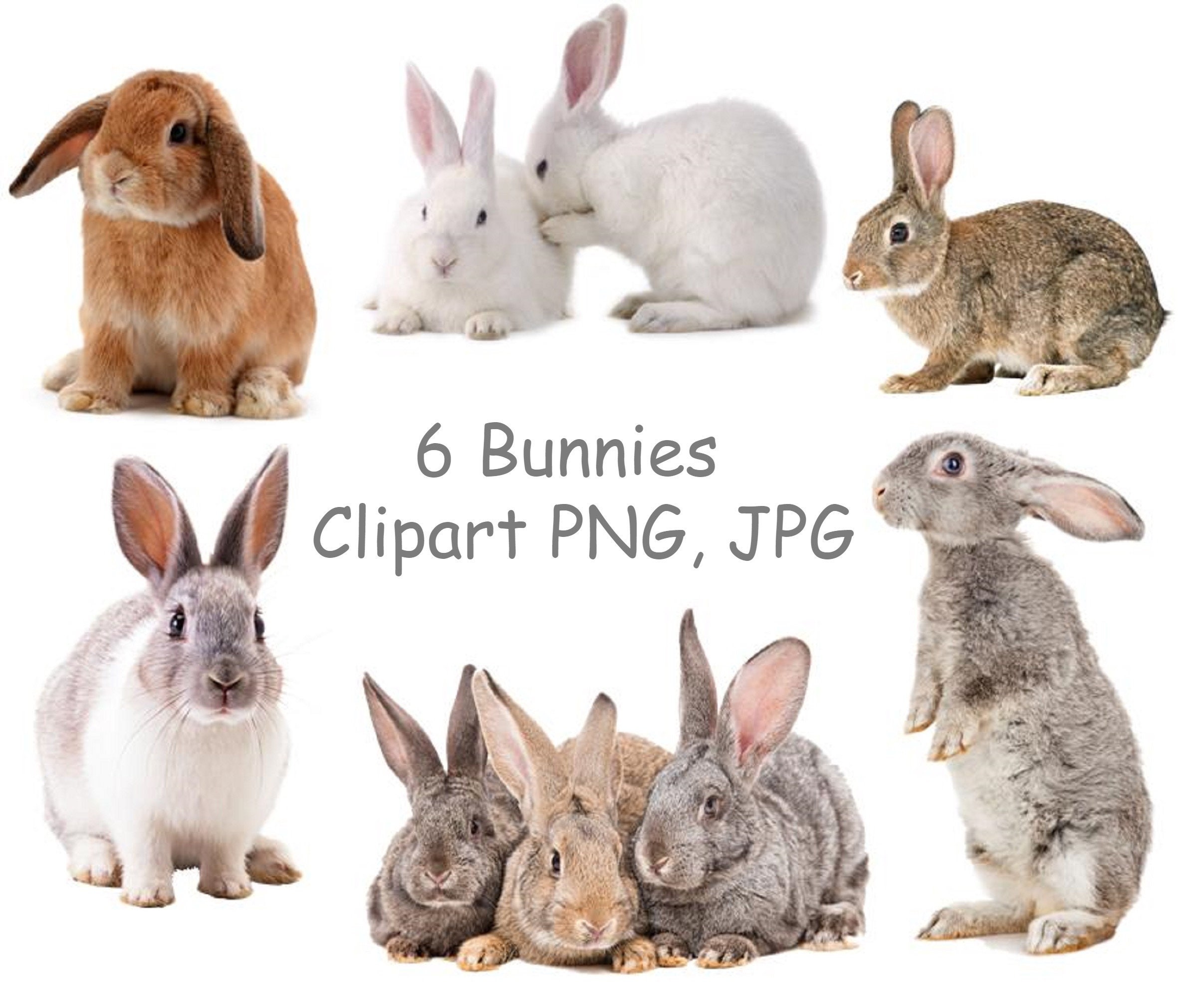 Bunny Clipart PNG Rabbit Clip Art With Transparent Background - Etsy UK