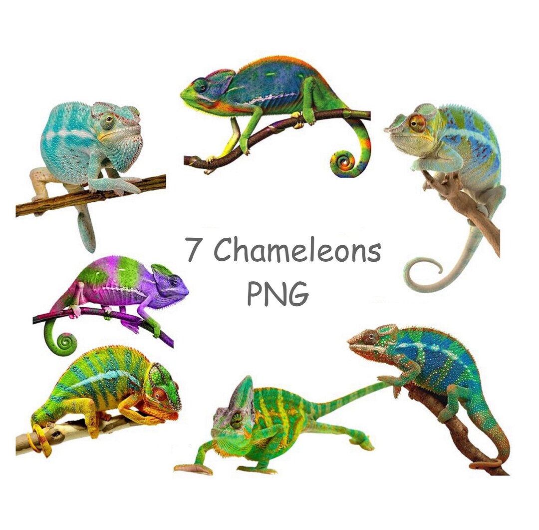 Chameleon Clipart, Lizard PNG, Reptile Clip Art, Cute Animal Clipart ...