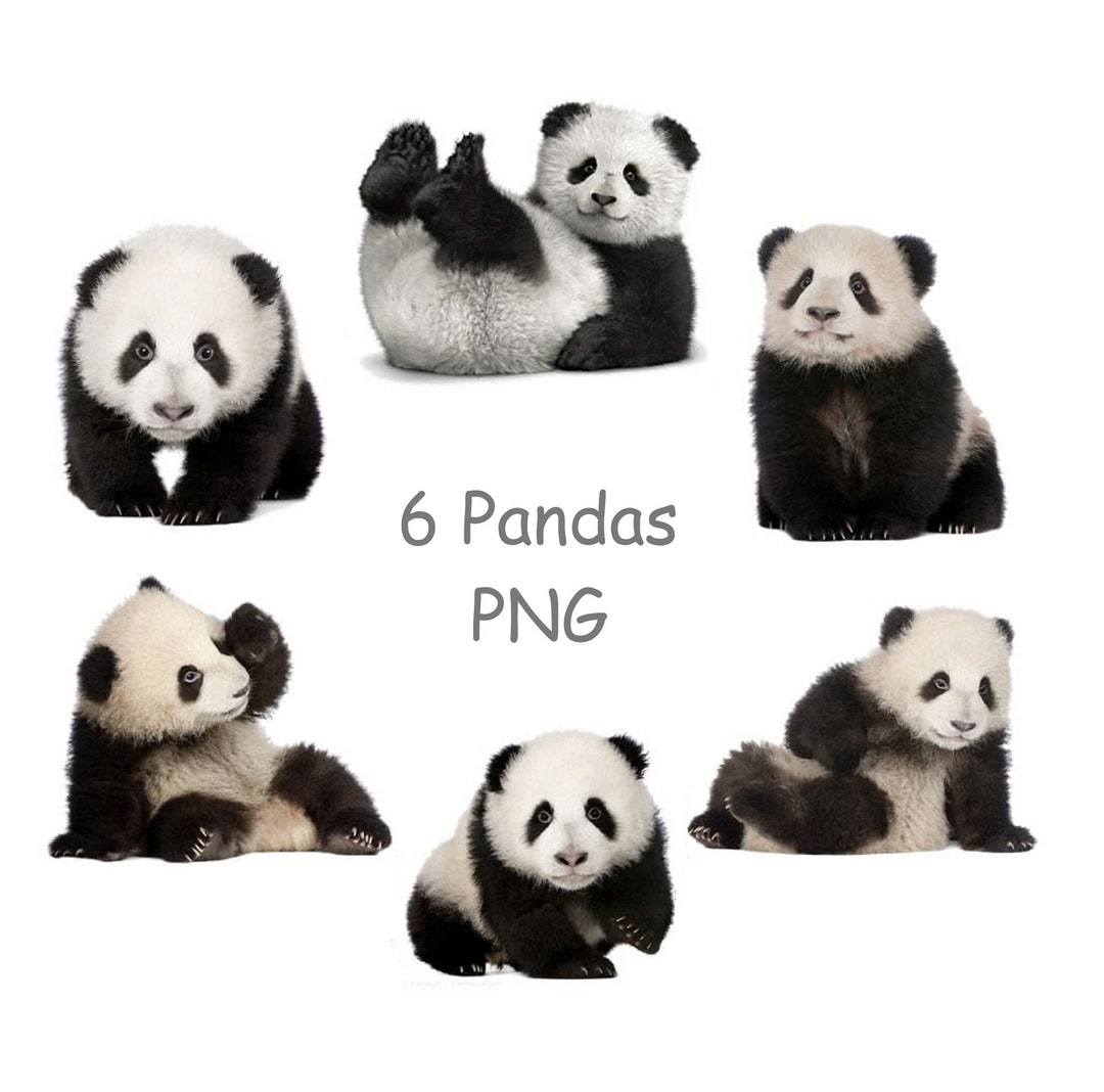 Panda PNG, Cute Animals Clipart With Transparent Background, Realistic ...