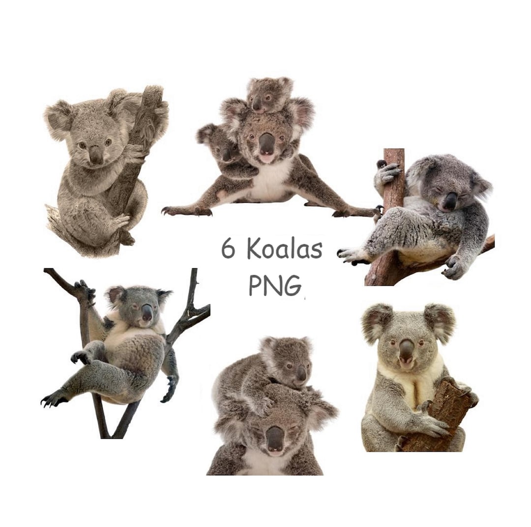 Koala Clip Art, Australian Animals PNG, Cute Animal Clipart With ...