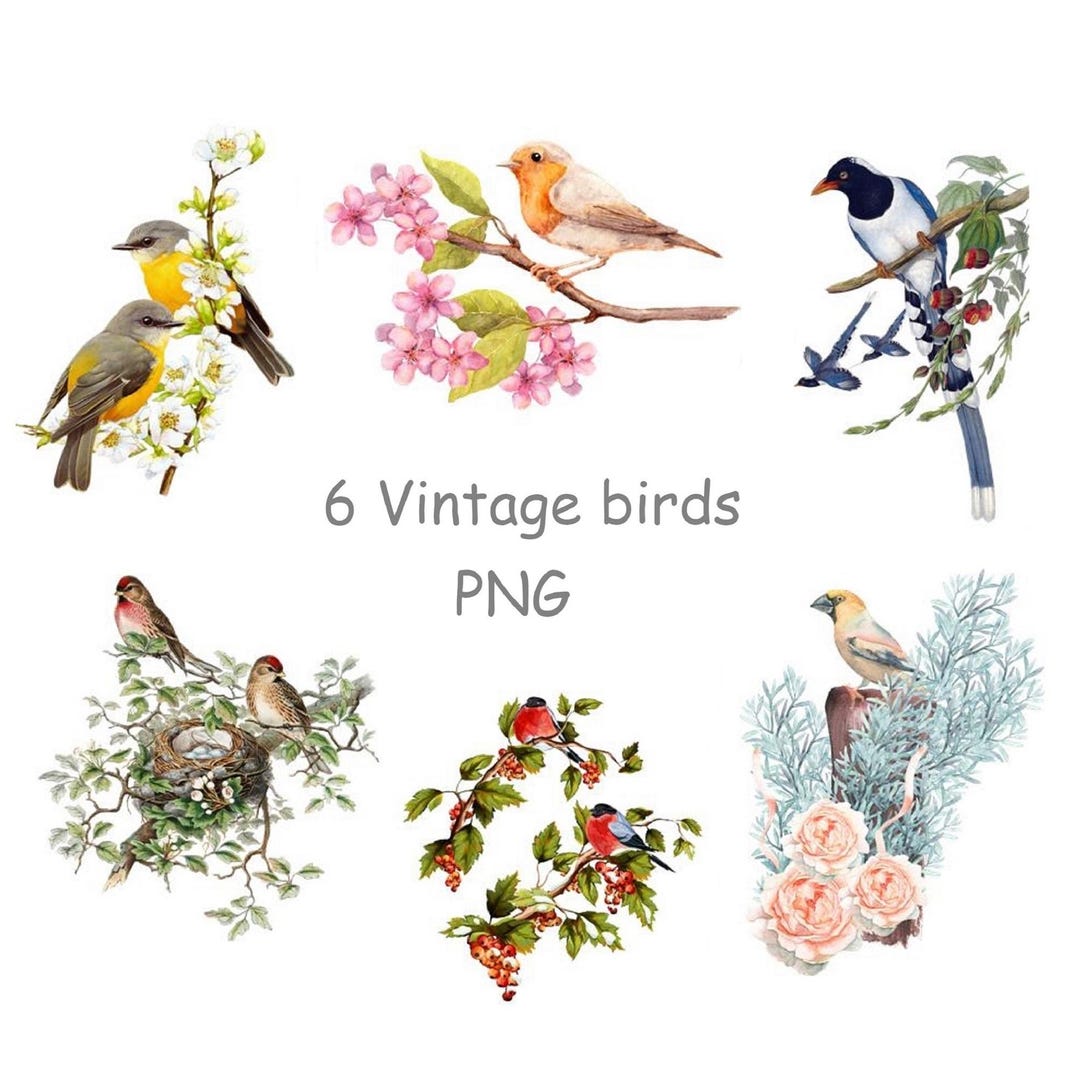Vintage Birds Clipart PNG, Vintage Flowers Clip Art With Transparent ...