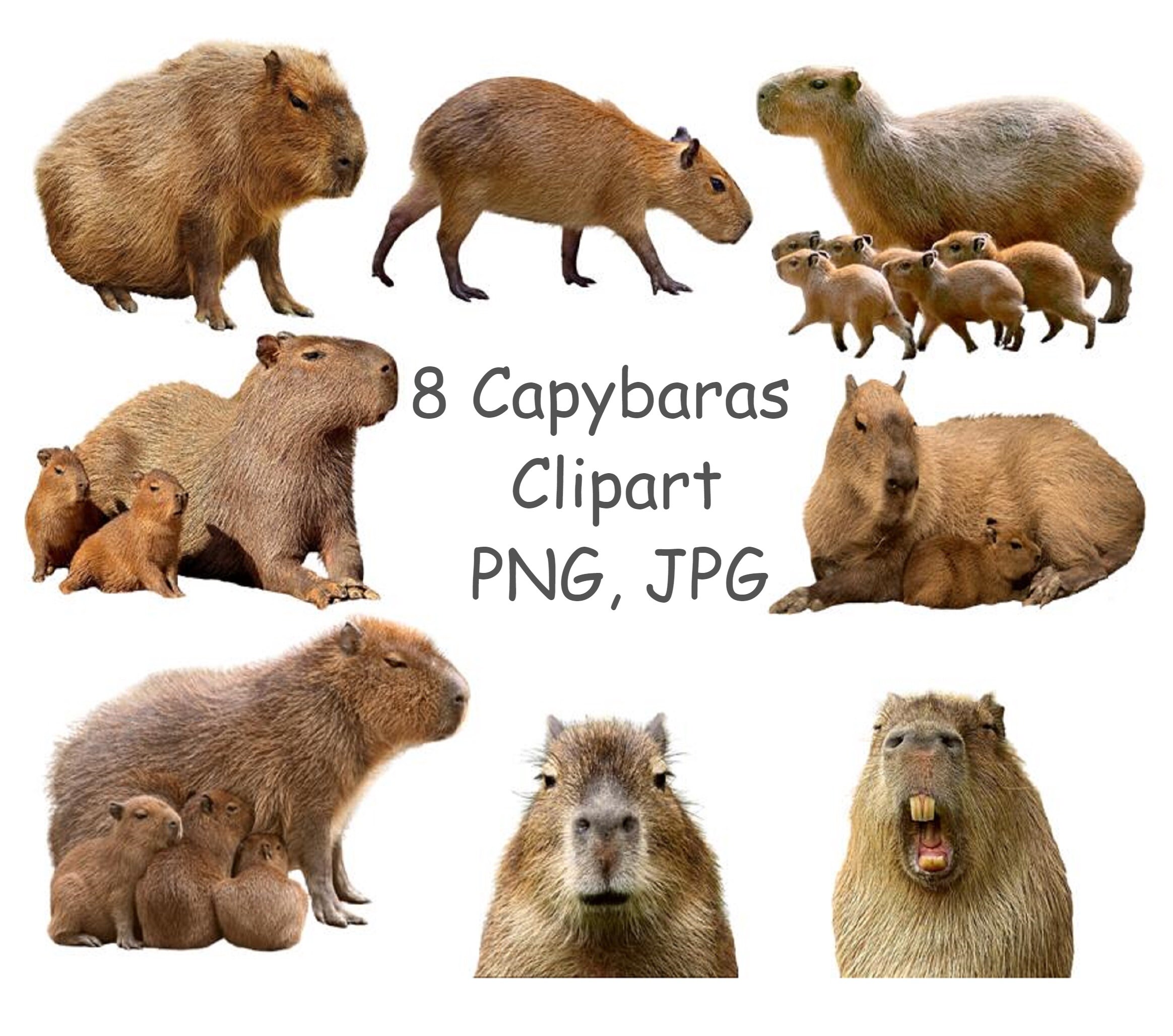 Capybara PNG Cute Animal Clipart With Transparent Background - Etsy Canada