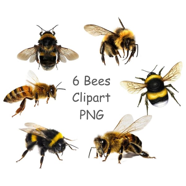 Bumble Bee Clipart - Etsy