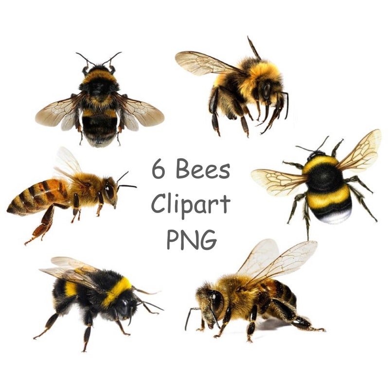 Bumble Bee Clipart - Etsy