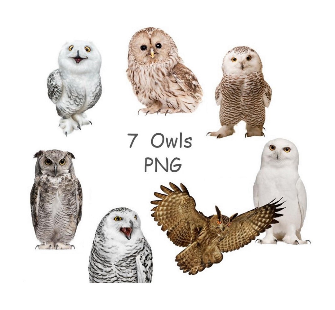 Owl PNG, Snow Owl Clipart With Transparent Background, Cute Animals ...