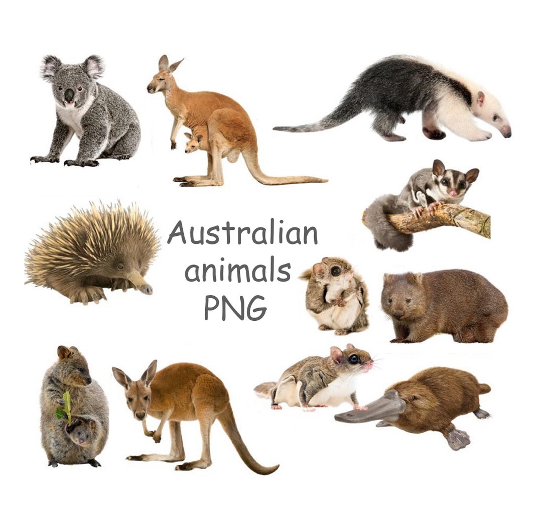 Australian Animals Clipart, Koala PNG, Echidna, Quokka, Wombat ...