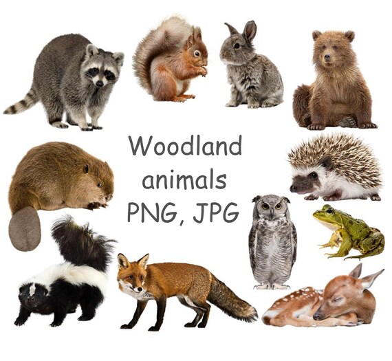 Woodland Forest Animals Forest Animal Figurines Set, Miniature Plastic