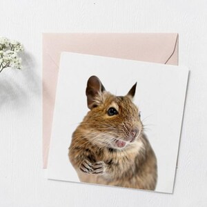 Degu Clip Art With Transparent Background for Sublimation - Etsy