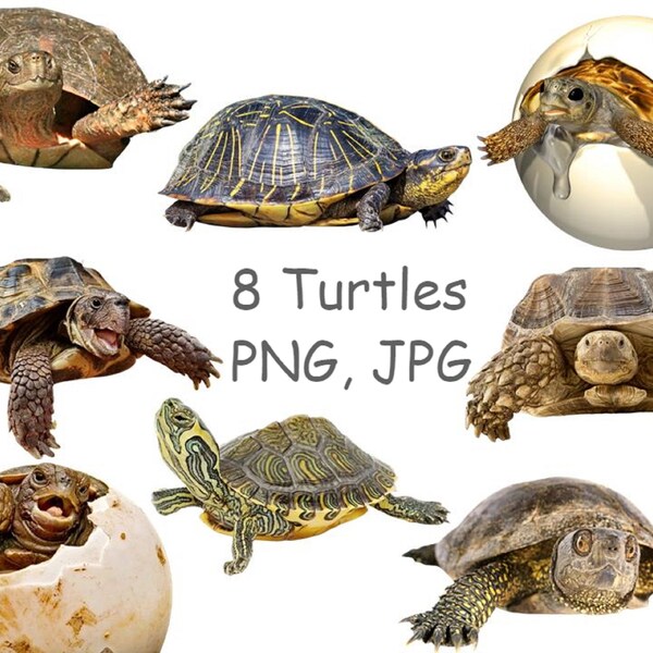 Turtle Clipart - Etsy
