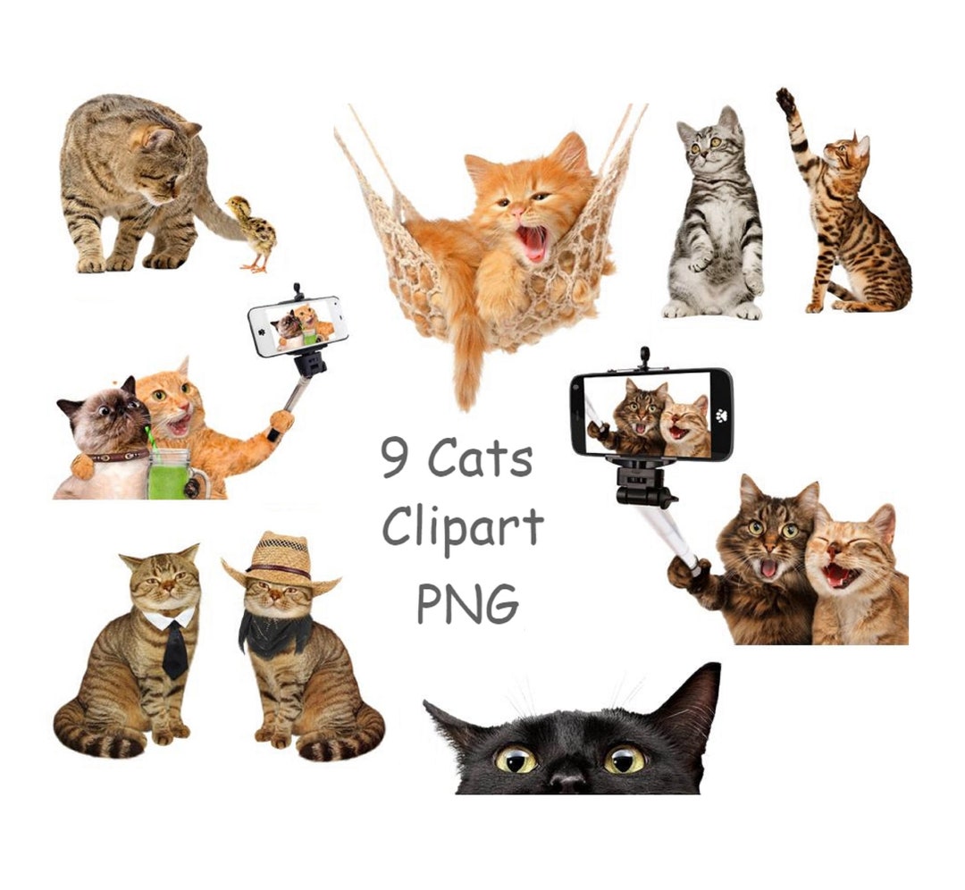 Cat Clipart Png, Kitten Clip Art With Transparent Background, Cats Png ...