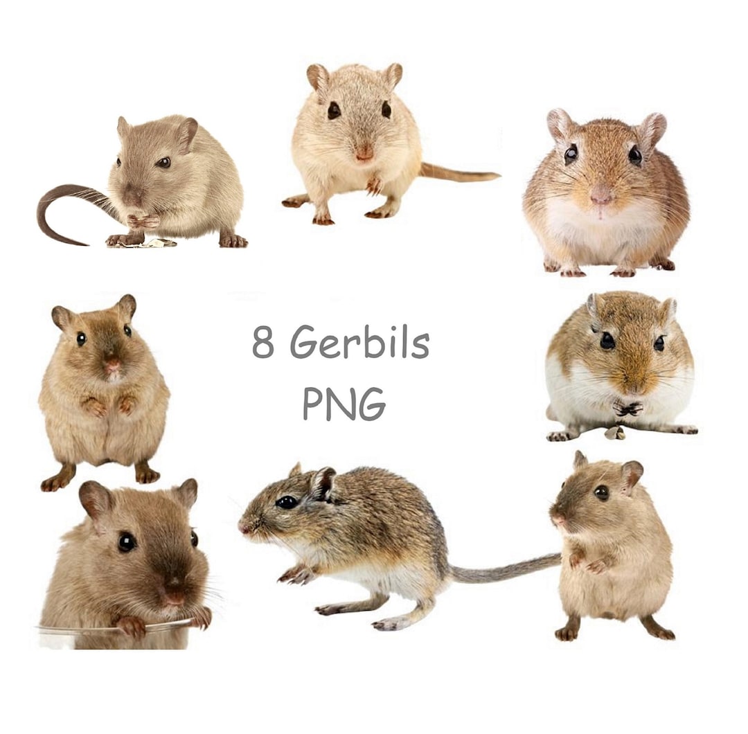 Gerbil PNG, Cute Animal Clipart With Transparent Background, Mouse Clip ...