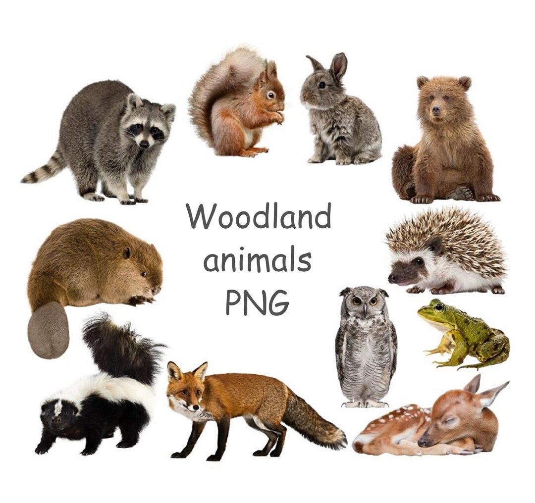 Woodland Animals PNG, Forest Animals Clipart, Raccoon PNG, Squirrel ...
