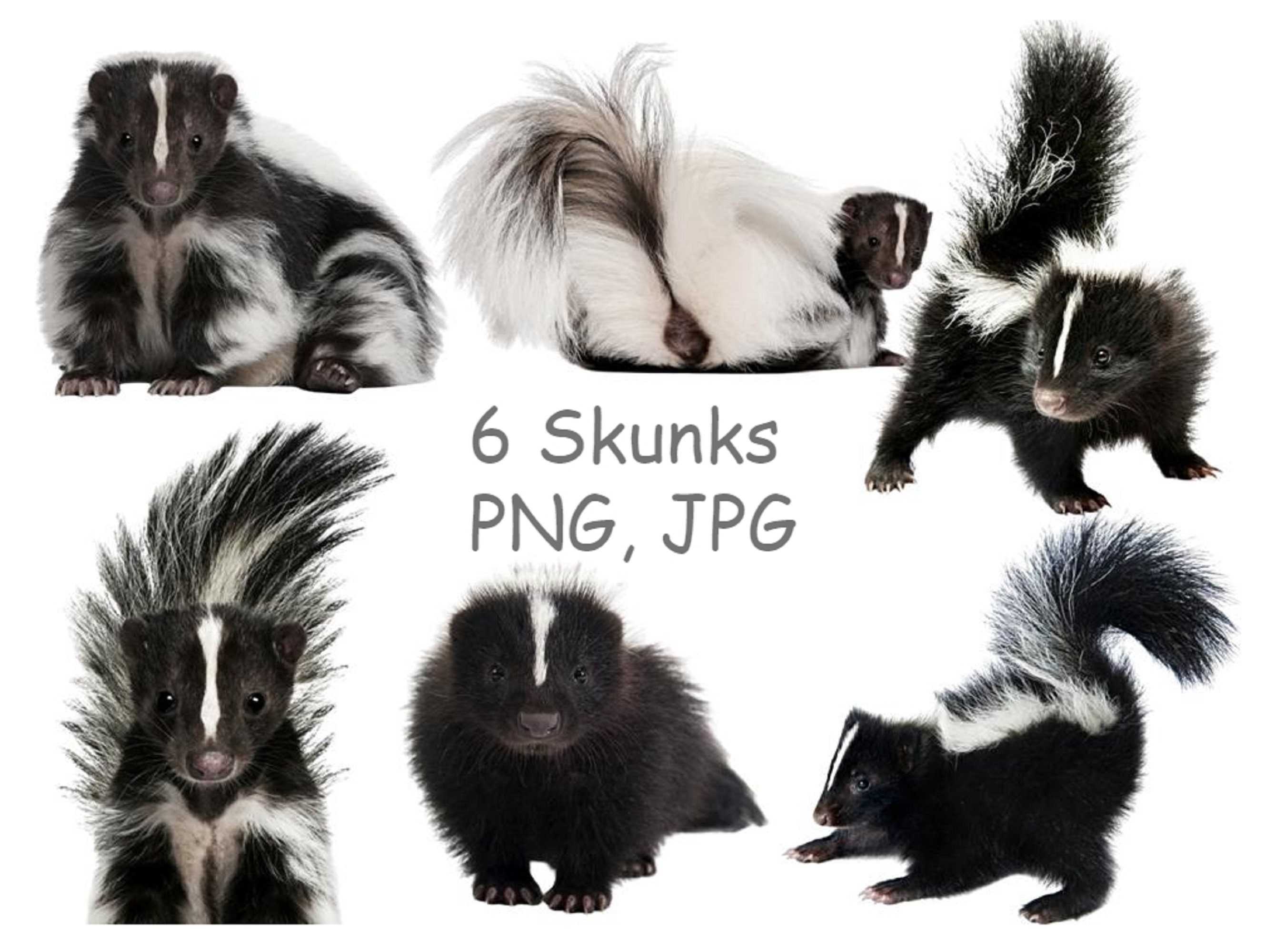 Skunk Pictures Clipart