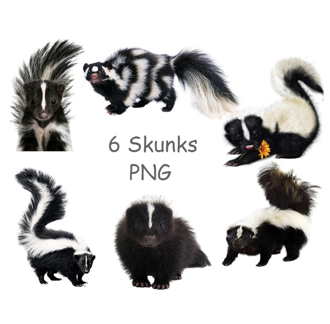Skunk PNG, Skunks Clipart With Transparent Background - Etsy