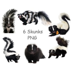 Skunk PNG, Skunks Clipart With Transparent Background - Etsy