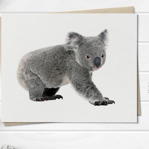 Koala Clipart PNG Australian Animals Clip Art Cute Animals - Etsy UK