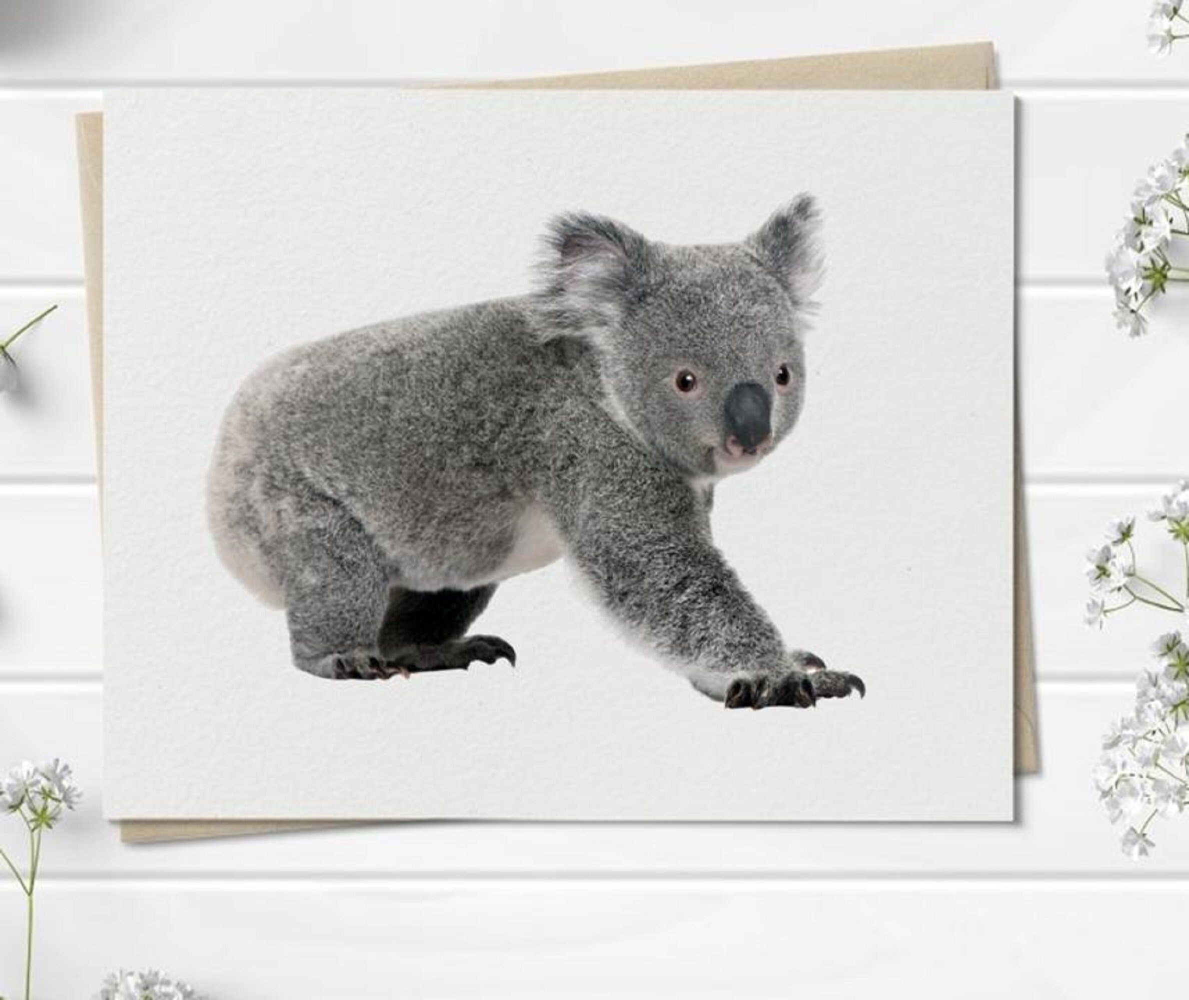 Koala Clipart PNG Australian Animals Clip Art Cute Animals - Etsy UK