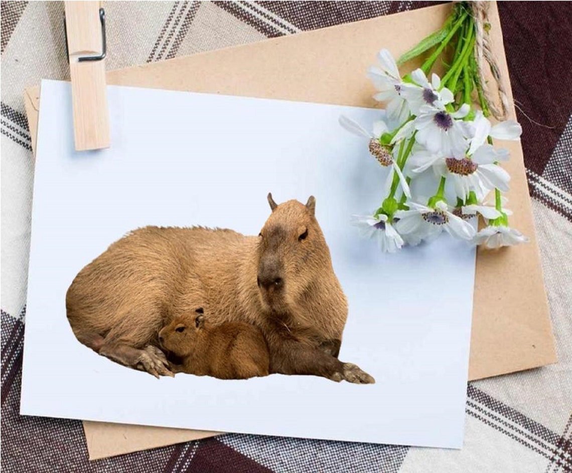 Capybara PNG Cute Animal Clipart With Transparent Background - Etsy Canada