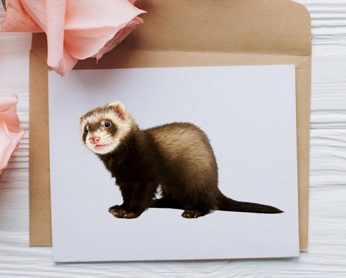 Realistic Ferret PNG Digital Ferrets With Transparent | Etsy