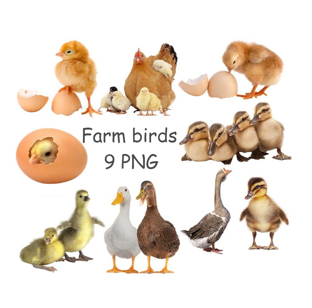 Farm Birds PNG Poultry Clipart Farm Animals Clipart Chicken PNG Images ...