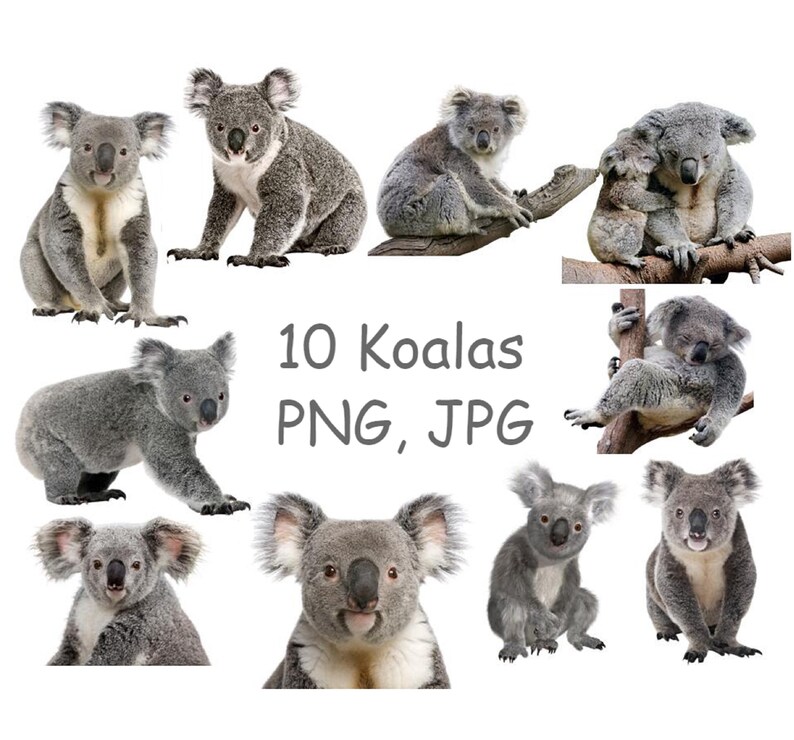 Koala Clipart PNG Australian Animals Clip Art Cute Animals - Etsy UK