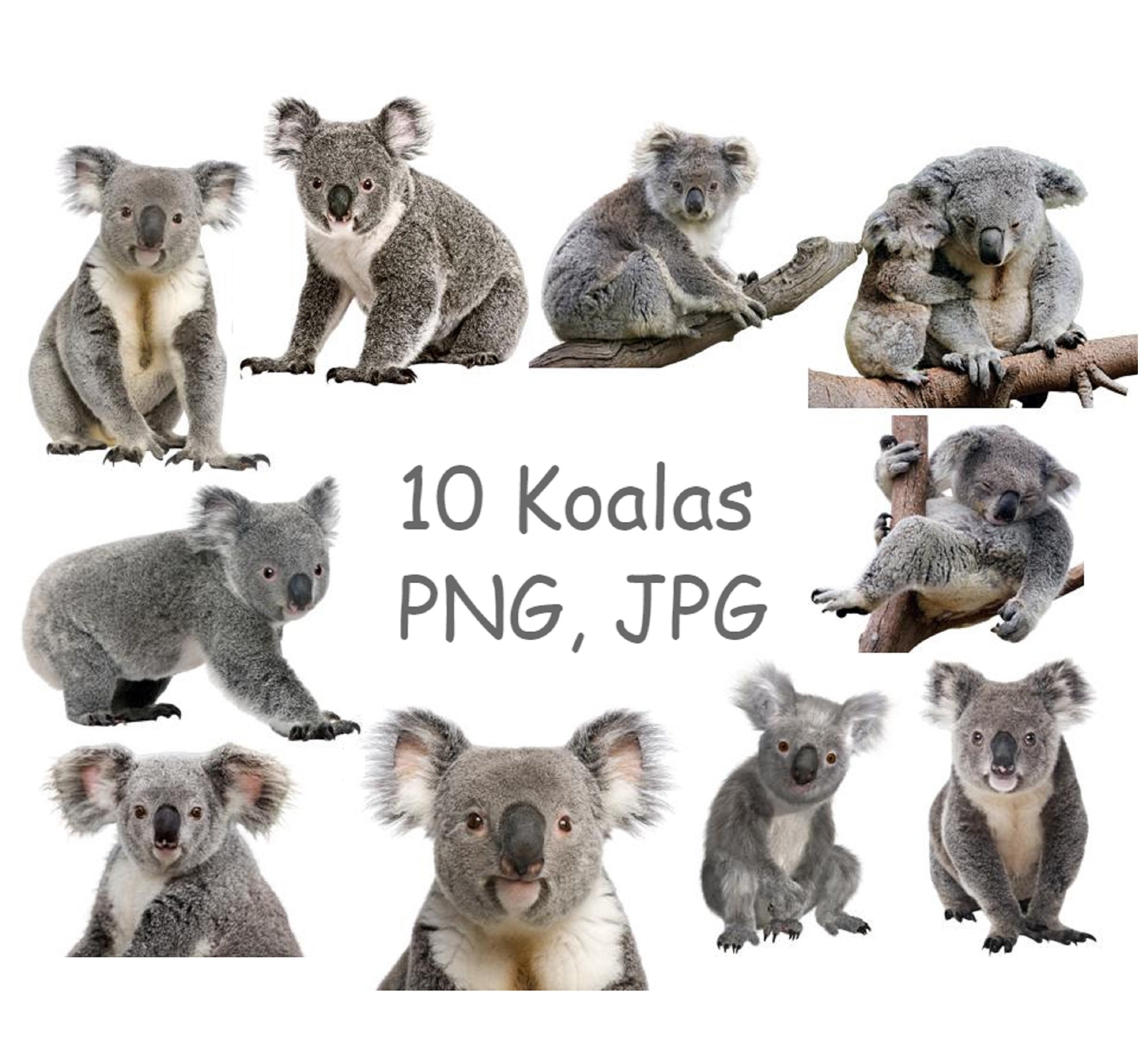 Koala Clipart PNG Australian Animals Clip Art Cute Animals - Etsy UK