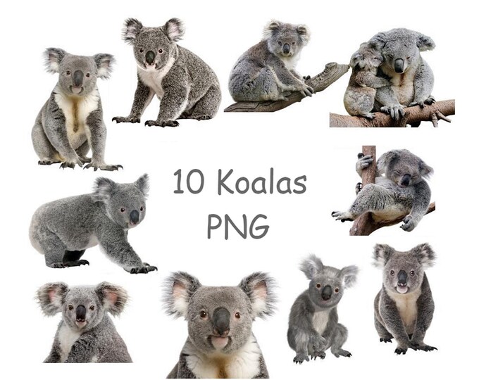 Australian Animals Clipart, Koala PNG, Echidna, Quokka, Wombat ...