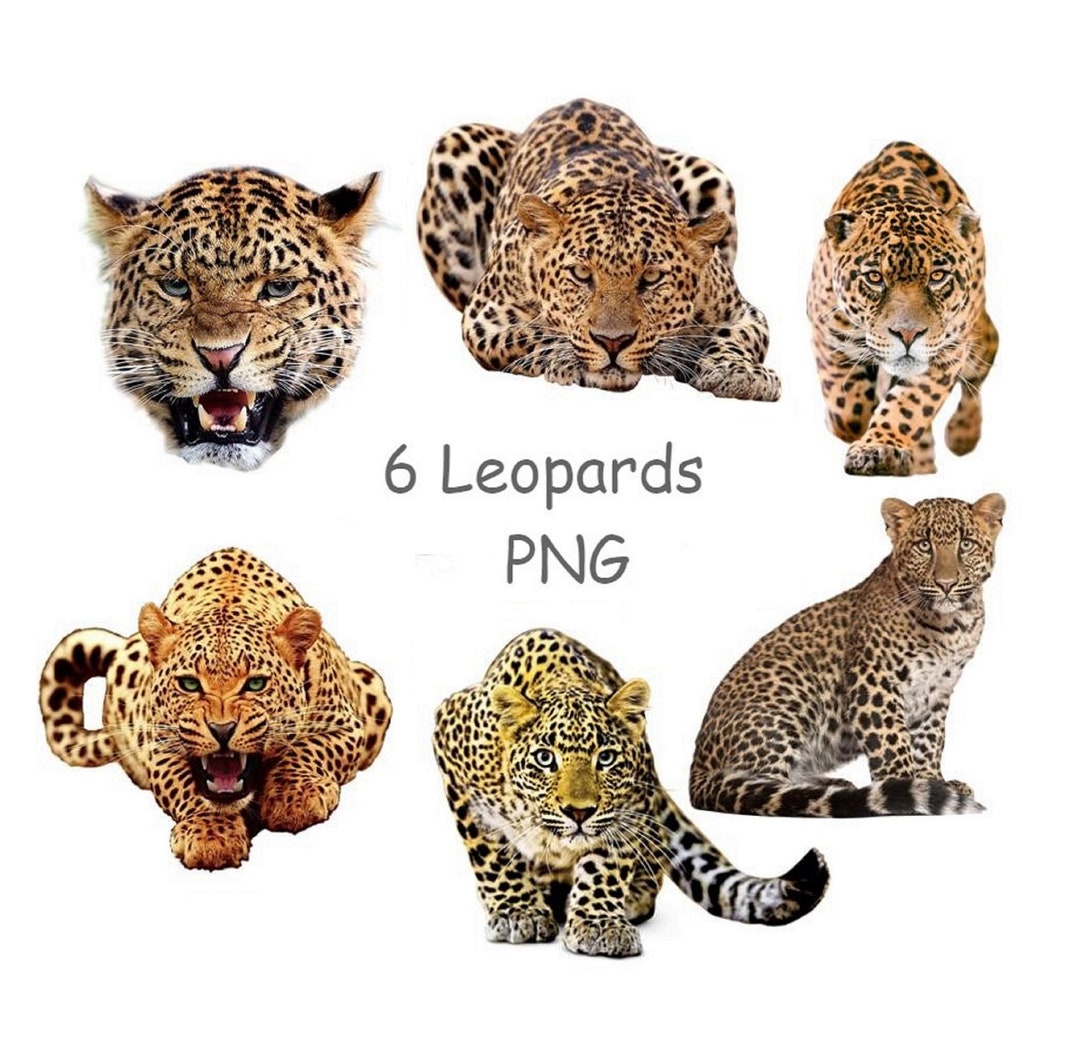 Leopard Clipart PNG Wild Animal Clipart With Transparent Background ...