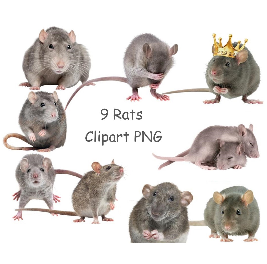 Rats PNG, Cute Animal Clipart With Transparent Background, Rat Clipart ...