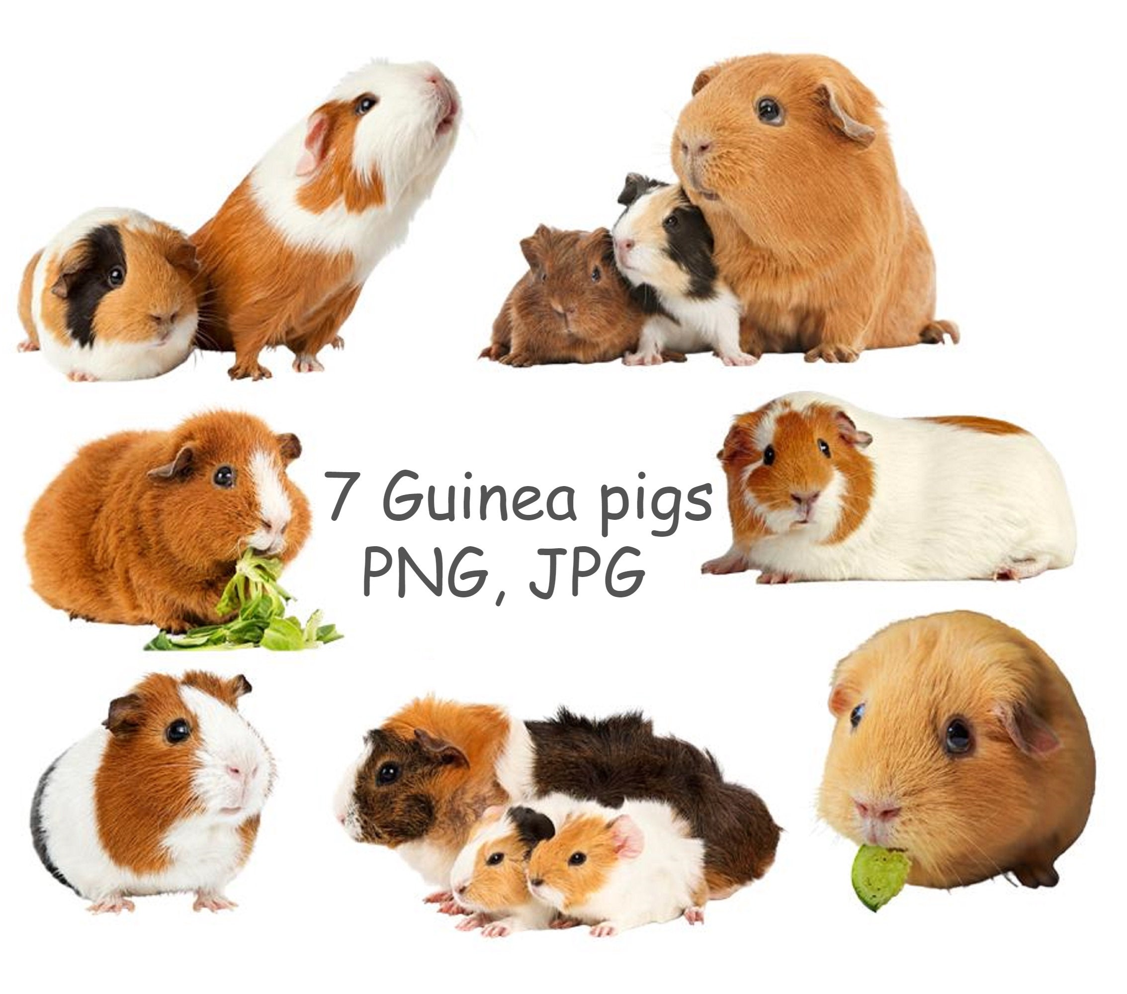 Guinea Pig Png Cute Animal Clipart With Transparent - Etsy UK