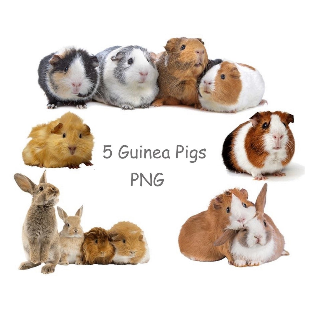 Guinea Pig Clipart PNG With Transparent Background, Instant Download - Etsy