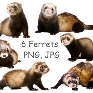Realistic Ferret PNG Digital Ferrets With Transparent | Etsy