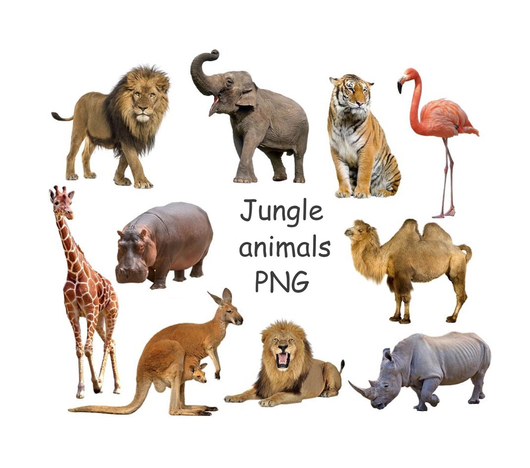 Jungle Animals Clipart, Safari Animal Clipart With Transparent ...