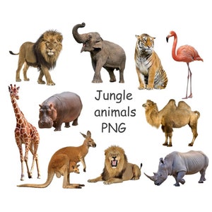 Jungle Animals Clipart, Safari Animal Clipart With Transparent ...
