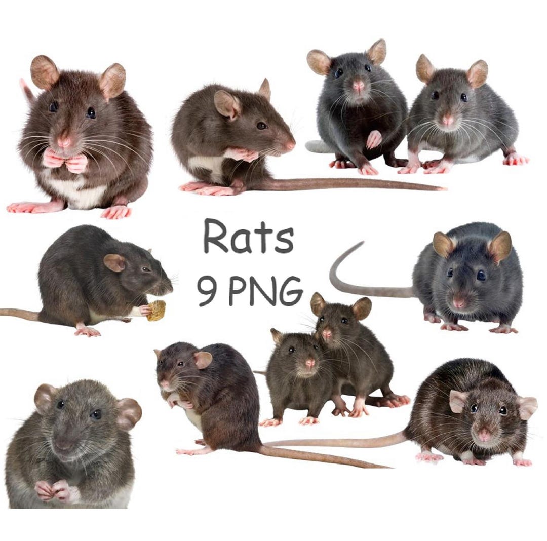 Rat PNG, Cute Animal Clipart, Black Rats, Rat Clip Art With Transparent ...