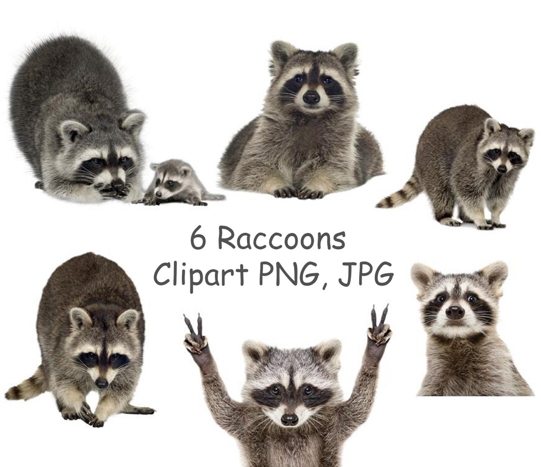 Wasbeer PNG Clipart met transparante achtergrond Leuke - Etsy Nederland