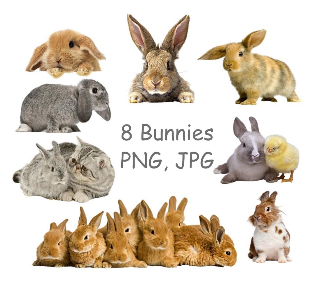 Rabbit Clipart, Bunny Clipart, Farm Animal PNG With Transparent ...