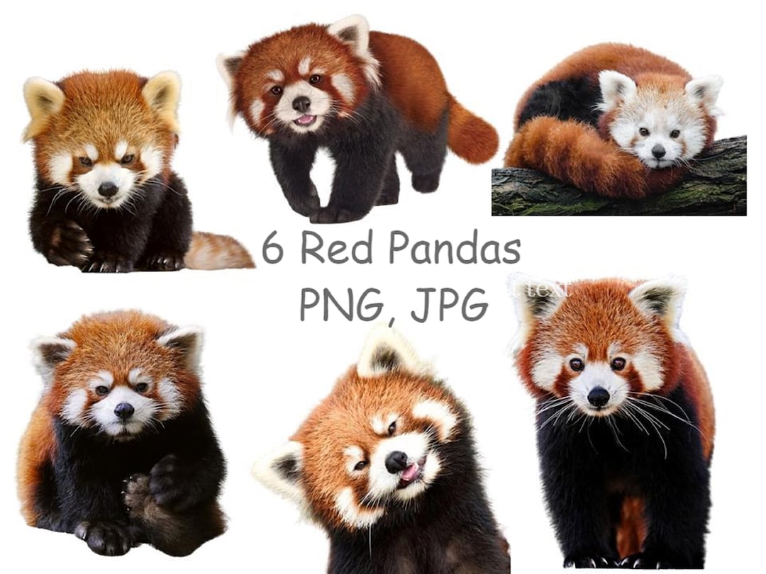 Red Panda PNG, Cute Animal Clipart With Transparent Background - Etsy