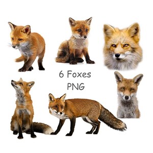 Fox Clipart Fox PNG Cute Animals Clipart With Transparent Background ...